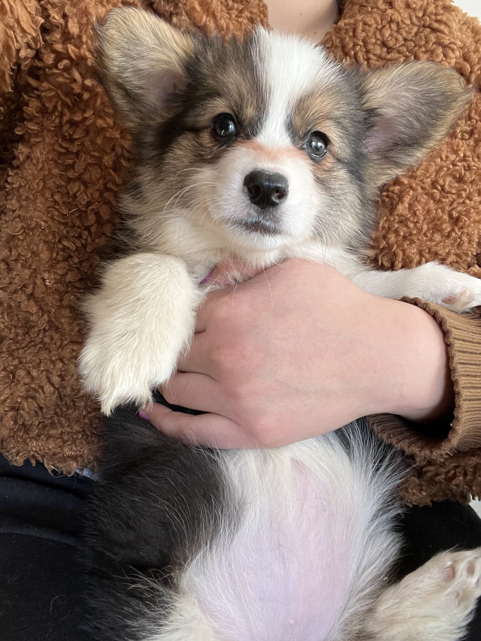 Our Girls - Breed Fluffy & Standard Coat Corgis - Dolce Vita Corgis