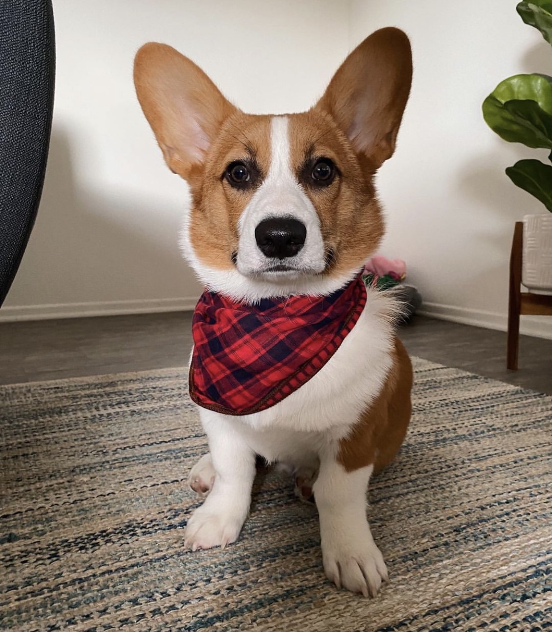 Traits - Breed Fluffy & Standard Coat Corgis - Dolce Vita Corgis