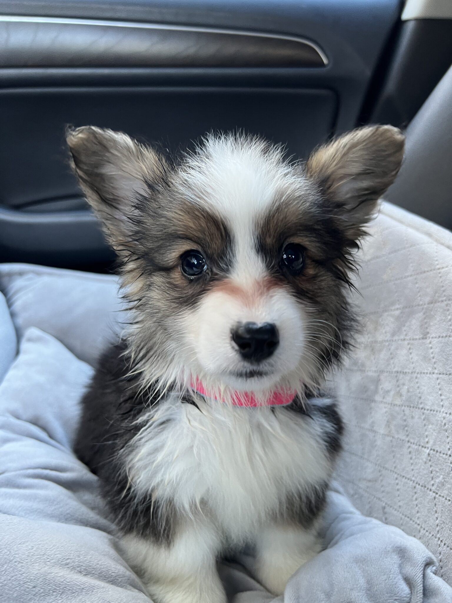 Our Girls - Breed Fluffy & Standard Coat Corgis - Dolce Vita Corgis