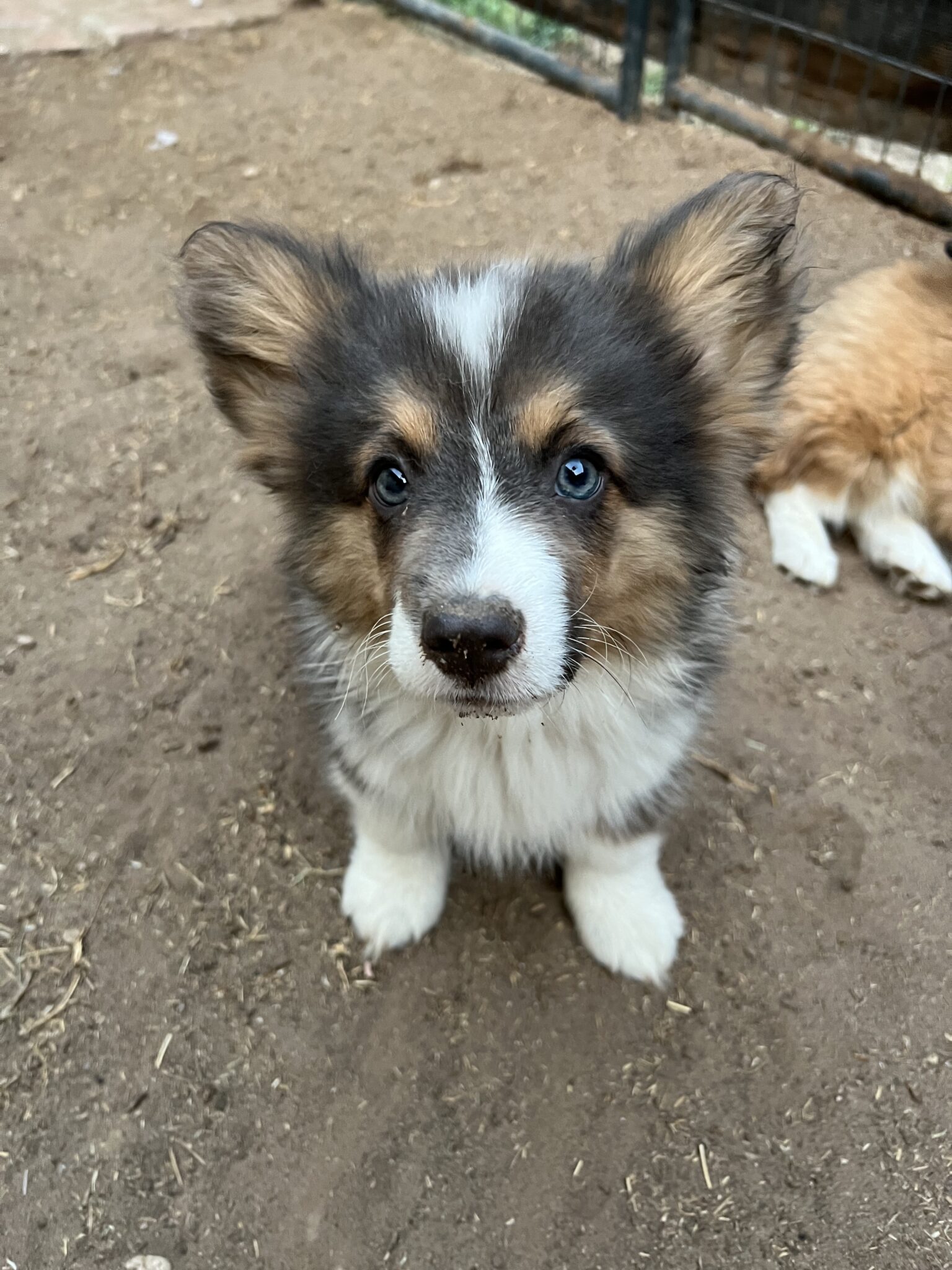 Our Girls - Breed Fluffy & Standard Coat Corgis - Dolce Vita Corgis