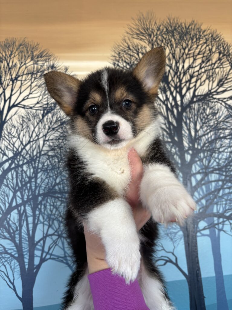 Available Puppies - Breed Fluffy & Standard Coat Corgis - Dolce Vita Corgis
